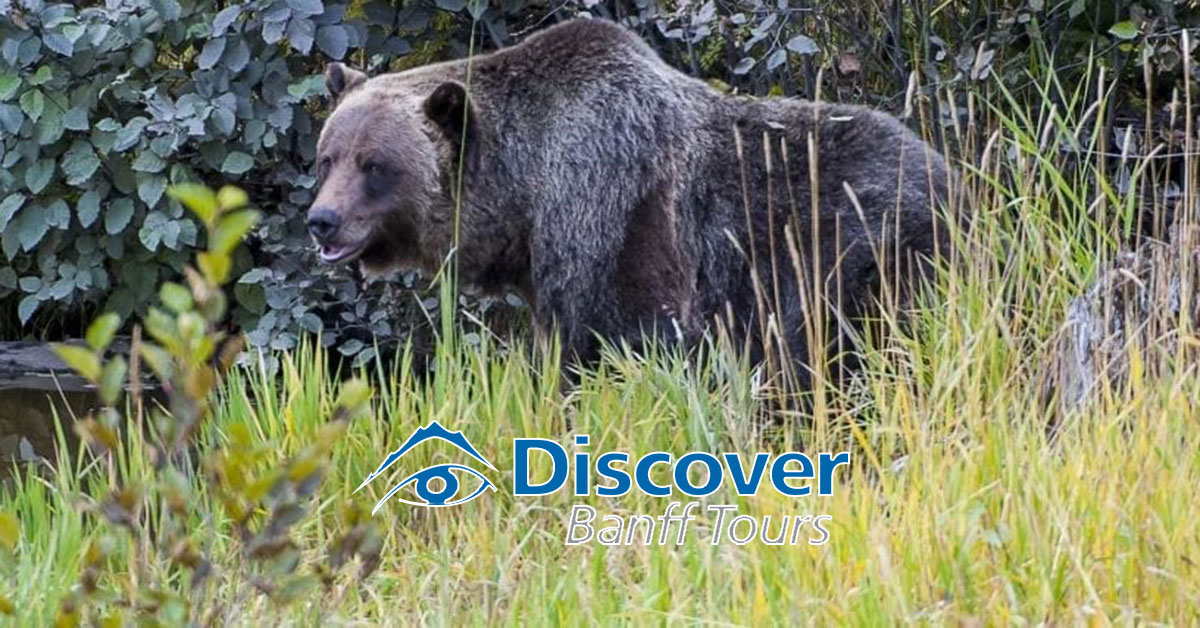 Banff Wildlife Tours • Wildlife Seen on 95% of these Tours! - Banff.com