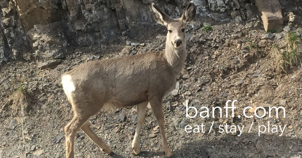 What to Do in Banff in August
